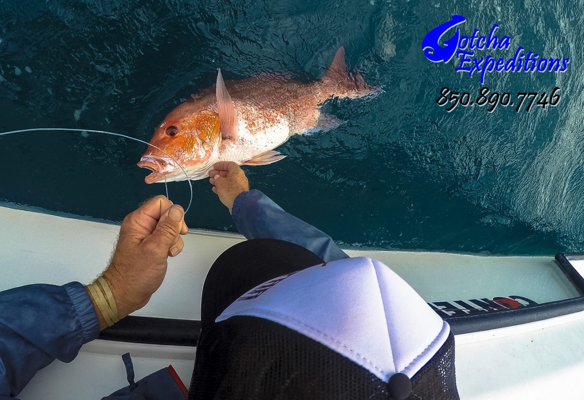 OFFSHORE FISHING Archives - Gotcha Expeditions