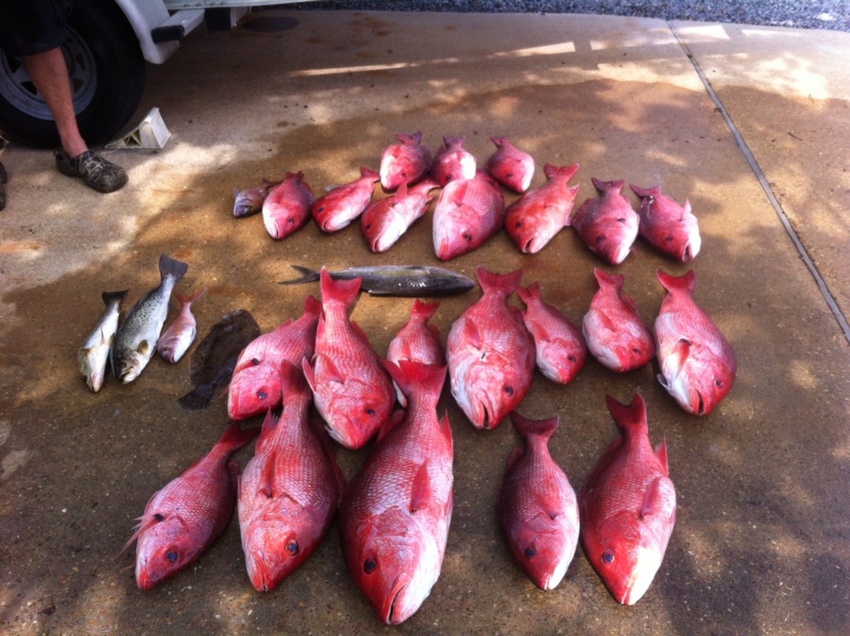 BIG RED SNAPPER FOR THESE LOCAL GUYS! - Gotcha Expeditions